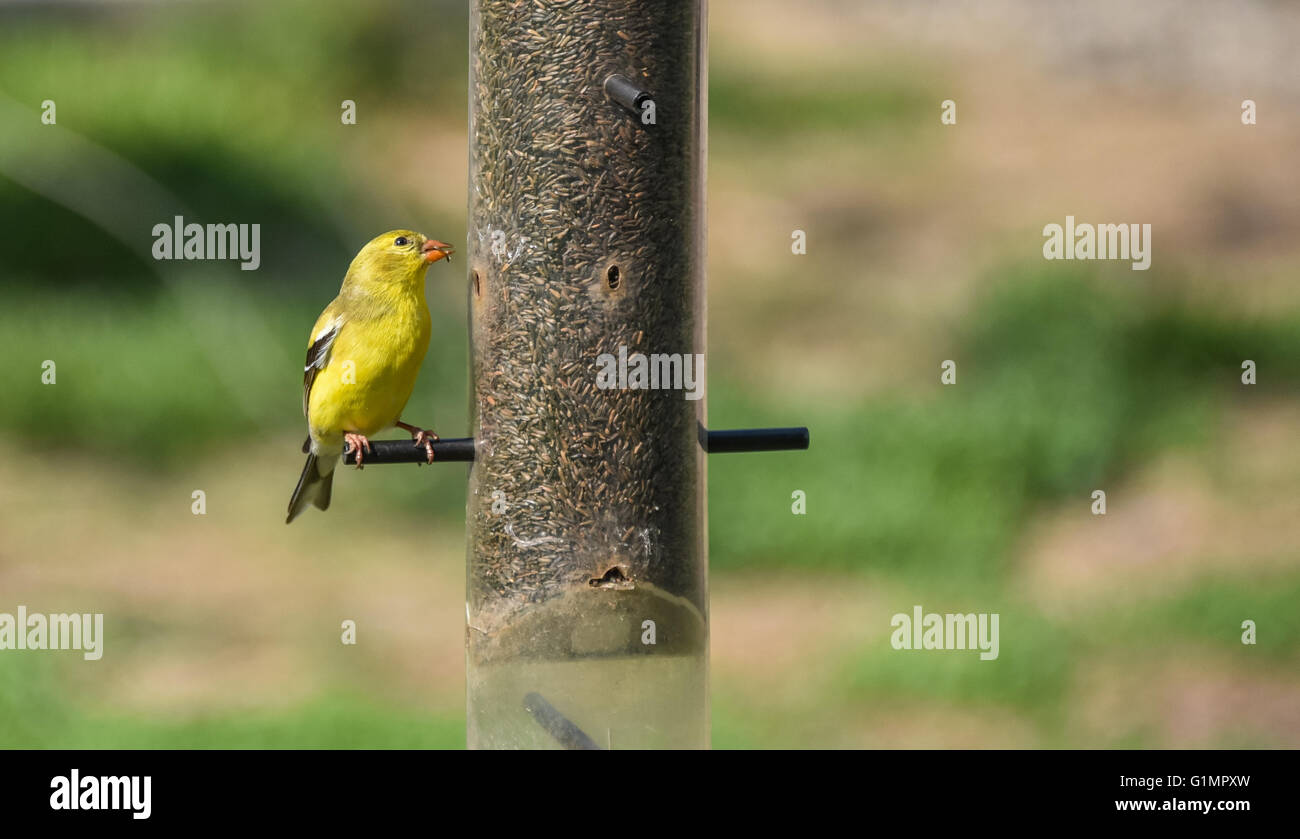 Springtime brings little Yellow birds - American Goldfinch (Spinus ...