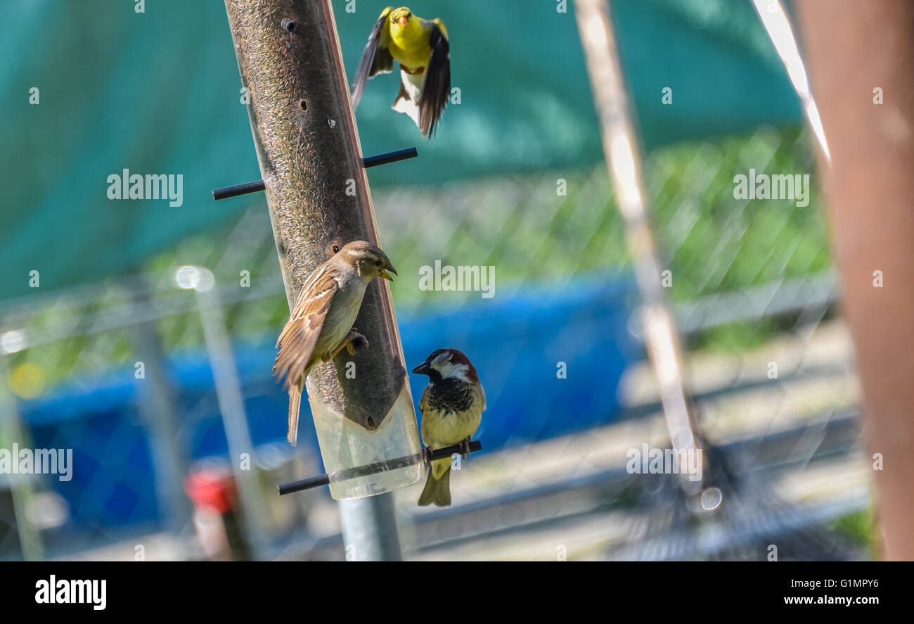 Springtime brings little Yellow birds - American Goldfinch (Spinus ...