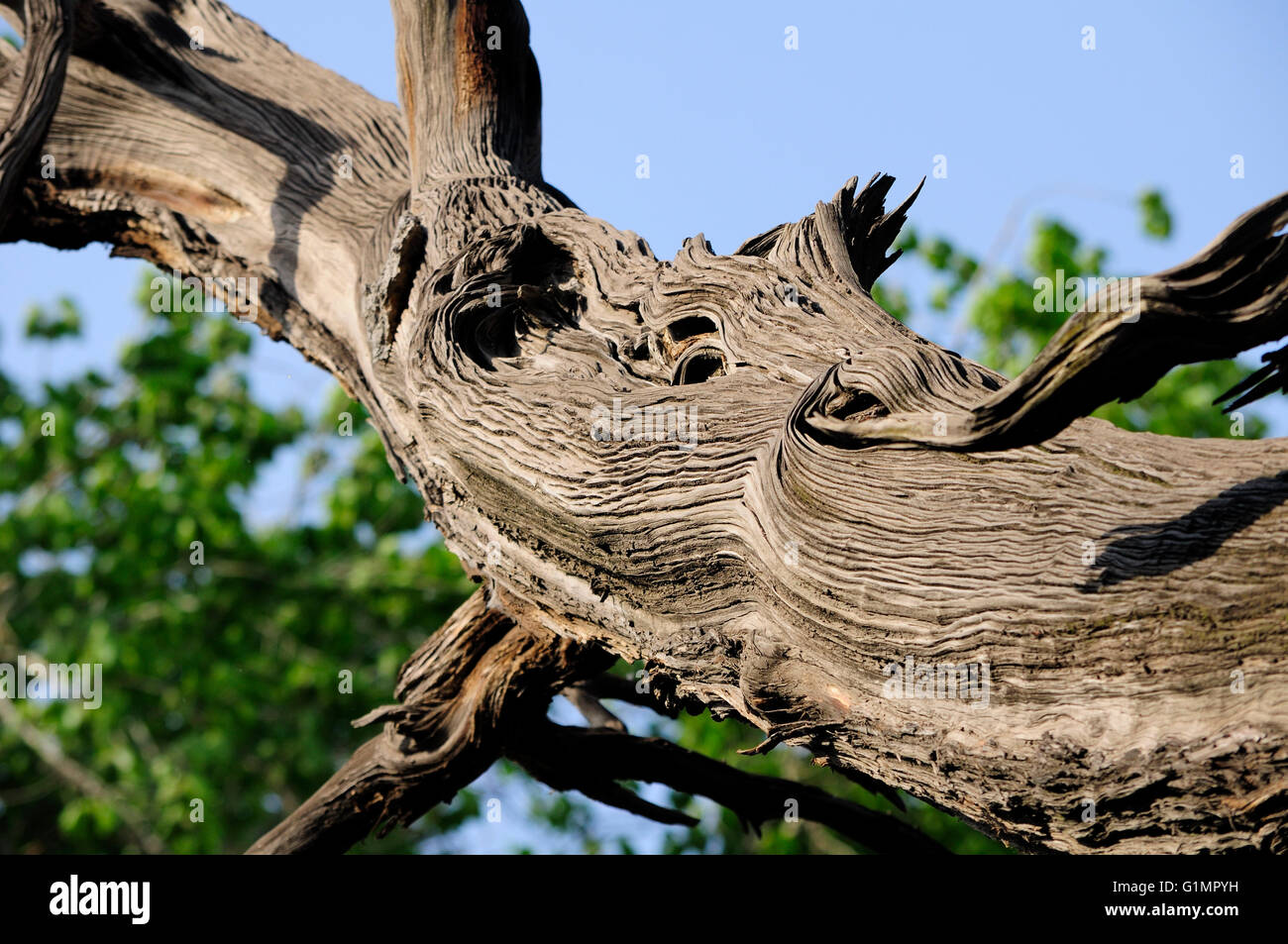An ancient cypress tree branch on the Confucius Temple grounds in ...