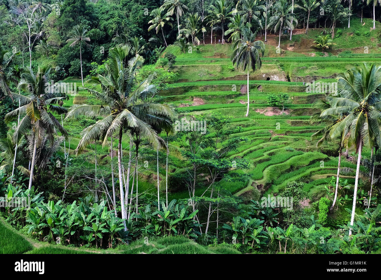 Terrace paddy field hi-res stock photography and images - Alamy