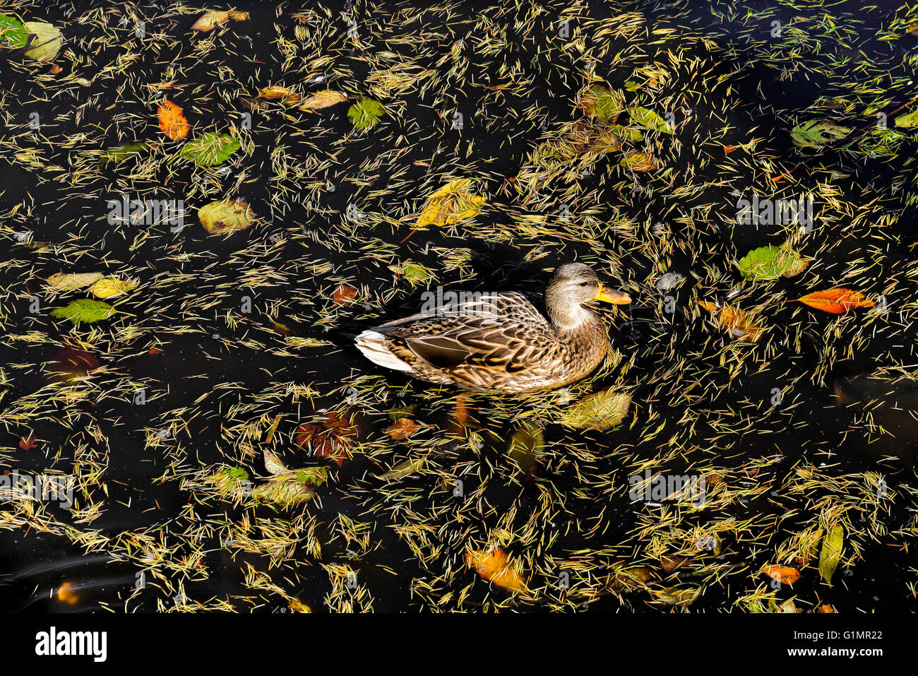 Mallard duck with floating leaf litter, George C. Reifel Migratory Bird ...
