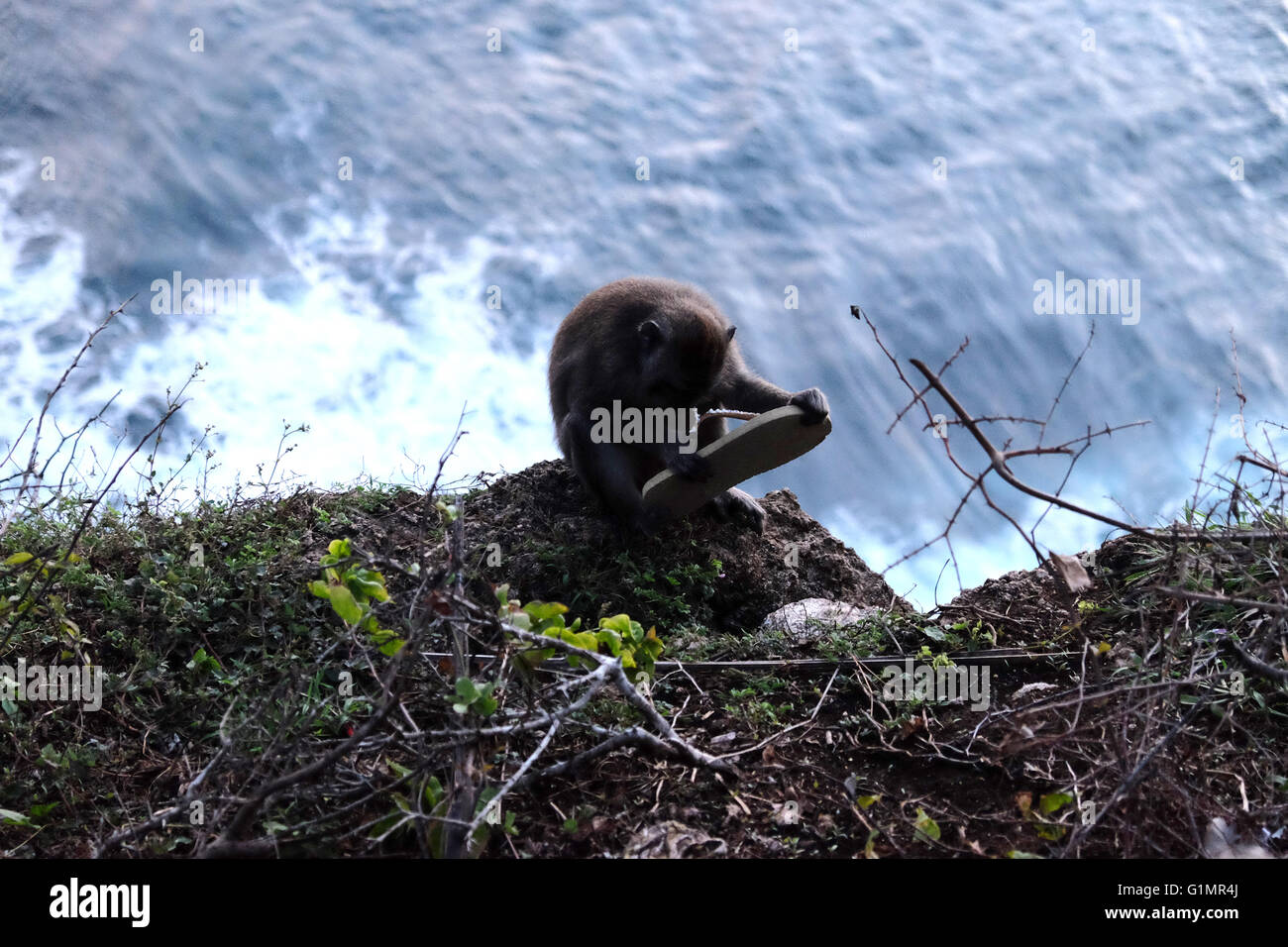 A monkey eating a flip flop on the a cliff Stock Photo - Alamy