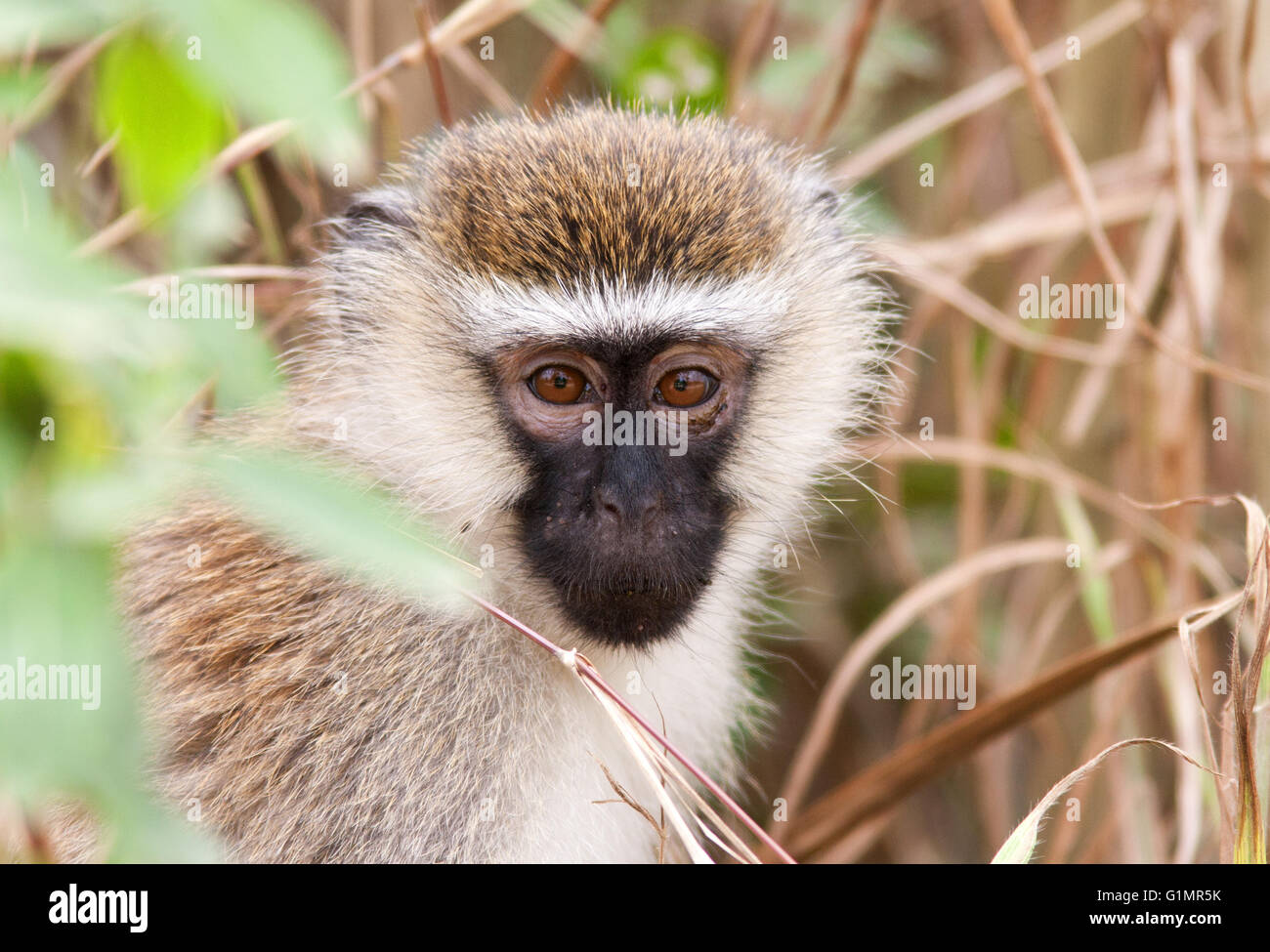 Velvet monkey hi-res stock photography and images - Alamy