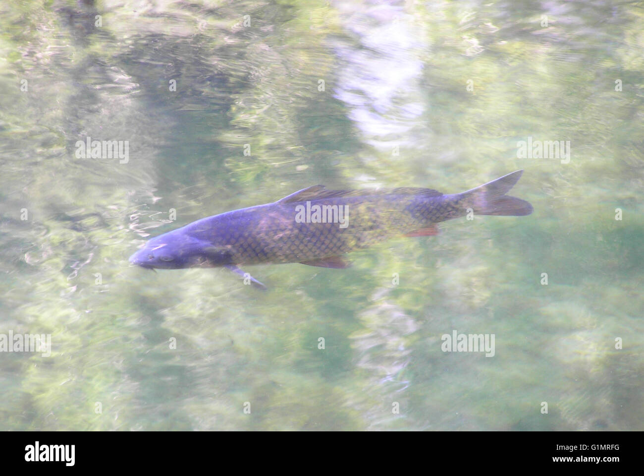 Carp fish swimming hi-res stock photography and images - Alamy