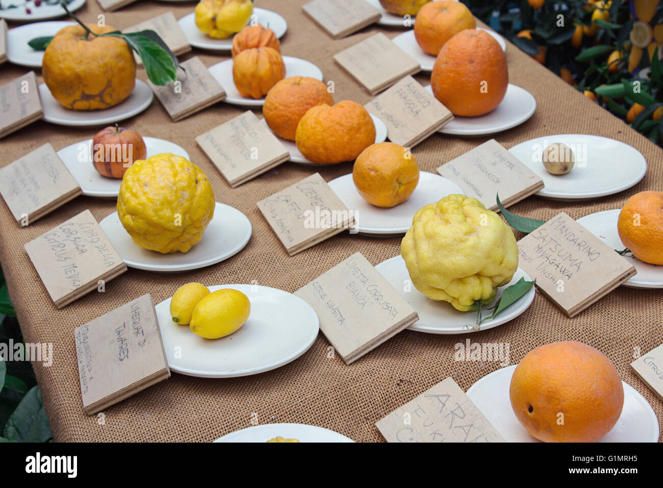 Assortment of different citrus fruits, such as lemon, orange, citrus ...