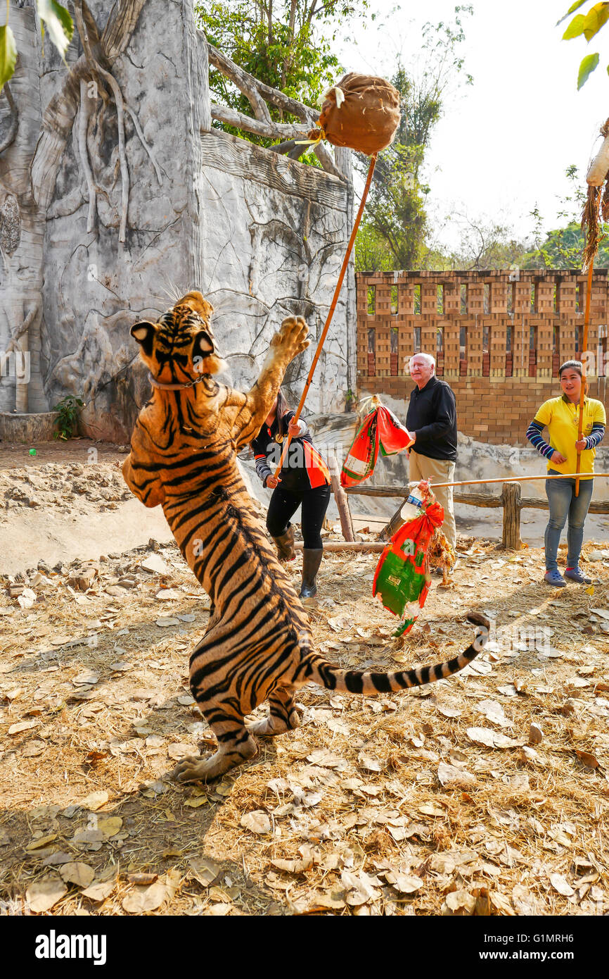 Tiger temple in kanchanaburi east of bangkok hi-res stock photography ...