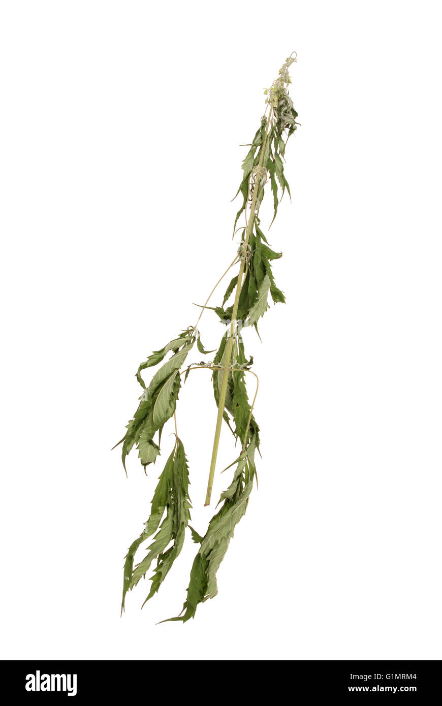 Dried hemp (cannabis) isolated on white background Stock Photo - Alamy