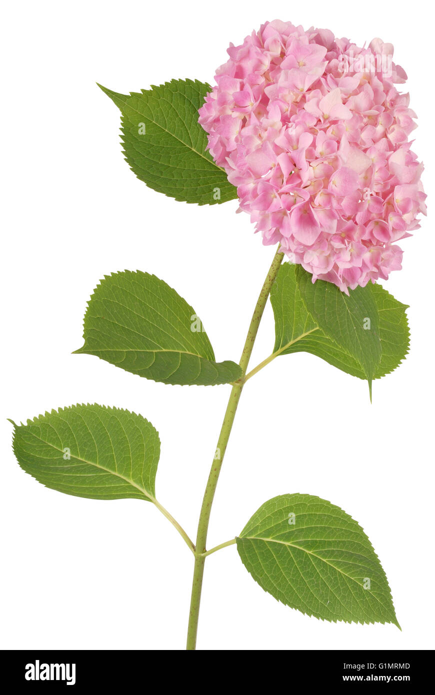 Pink flower hydrangea on white background. Clipping path inside Stock ...