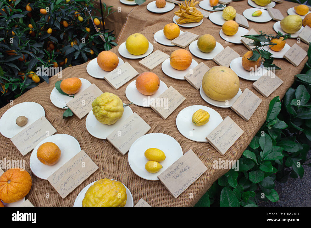 Assortment of different citrus fruits, such as lemon, orange, citrus ...