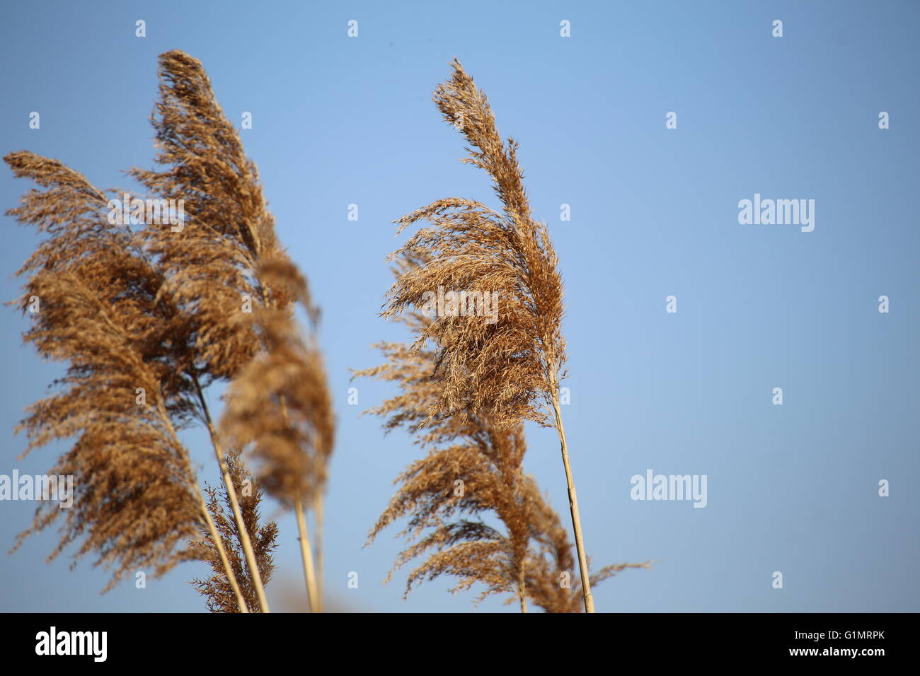Several reed (Phragmites australis) panicles on a blue sky Stock Photo ...