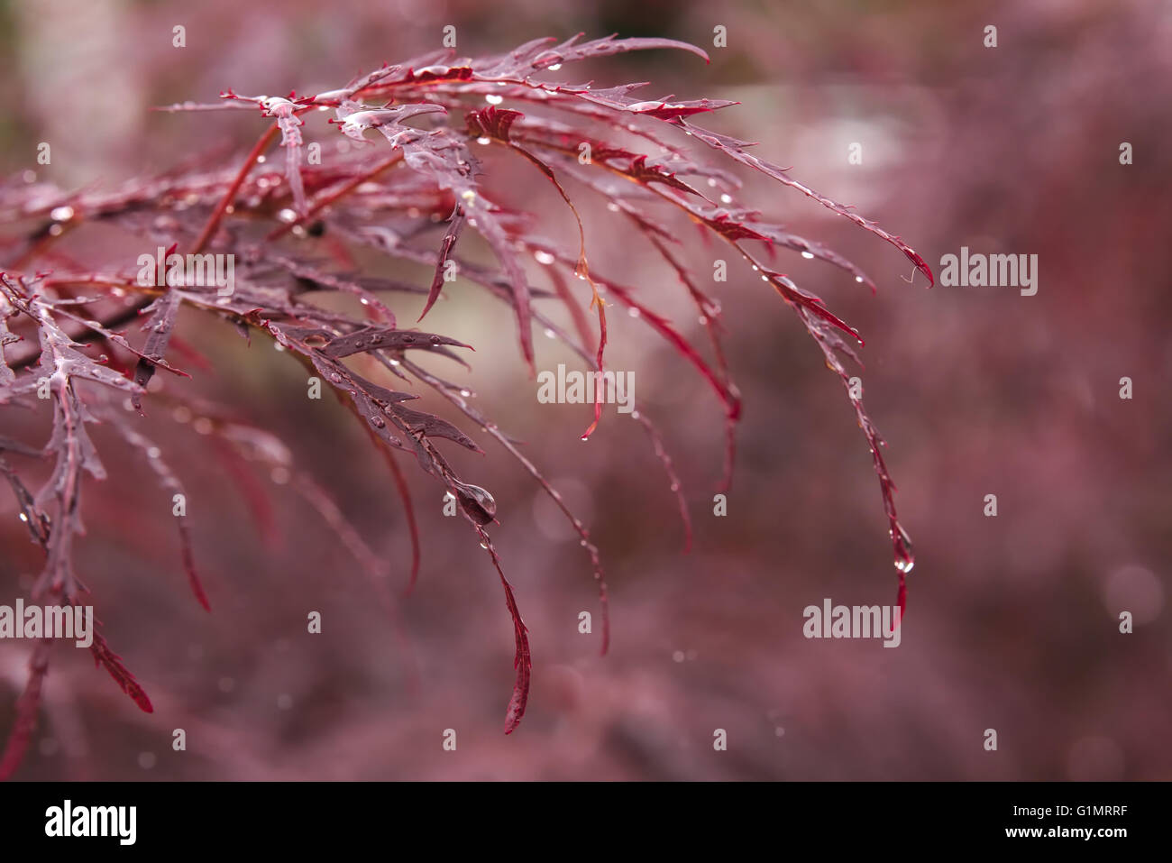 Close up of the Japanese maple (Acer palmatum), specifically the ...