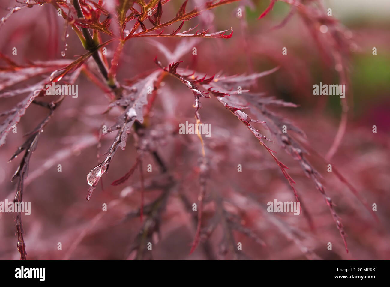 Close up of the Japanese maple (Acer palmatum), specifically the ...