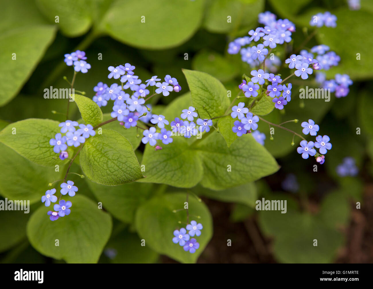 Brunnera hi-res stock photography and images - Alamy