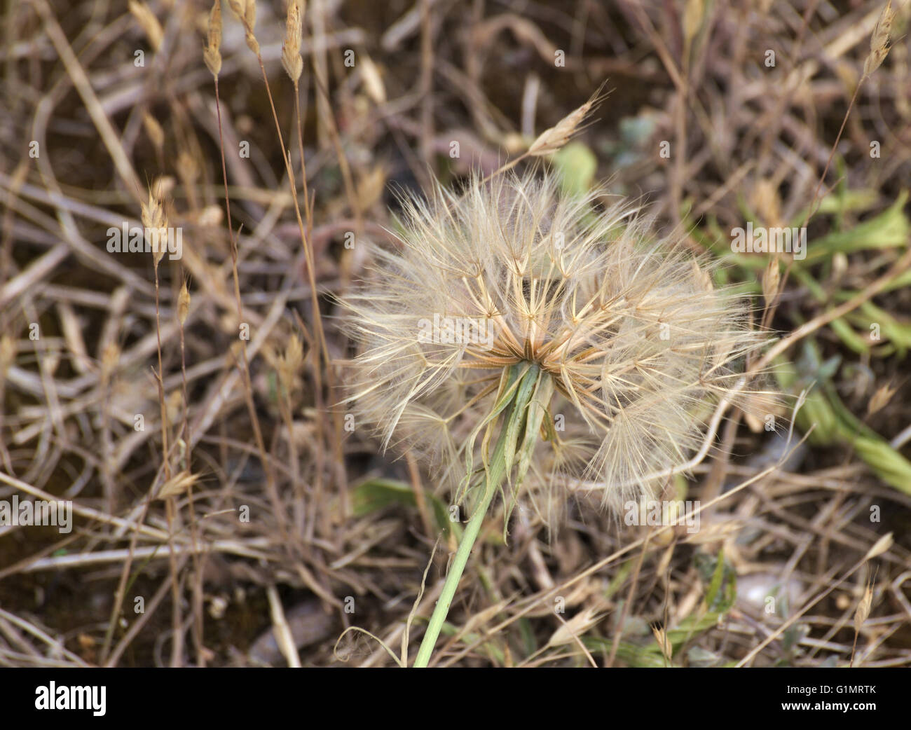 Goats beard (Tragopogon dubius) with pappus and seeds Stock Photo - Alamy