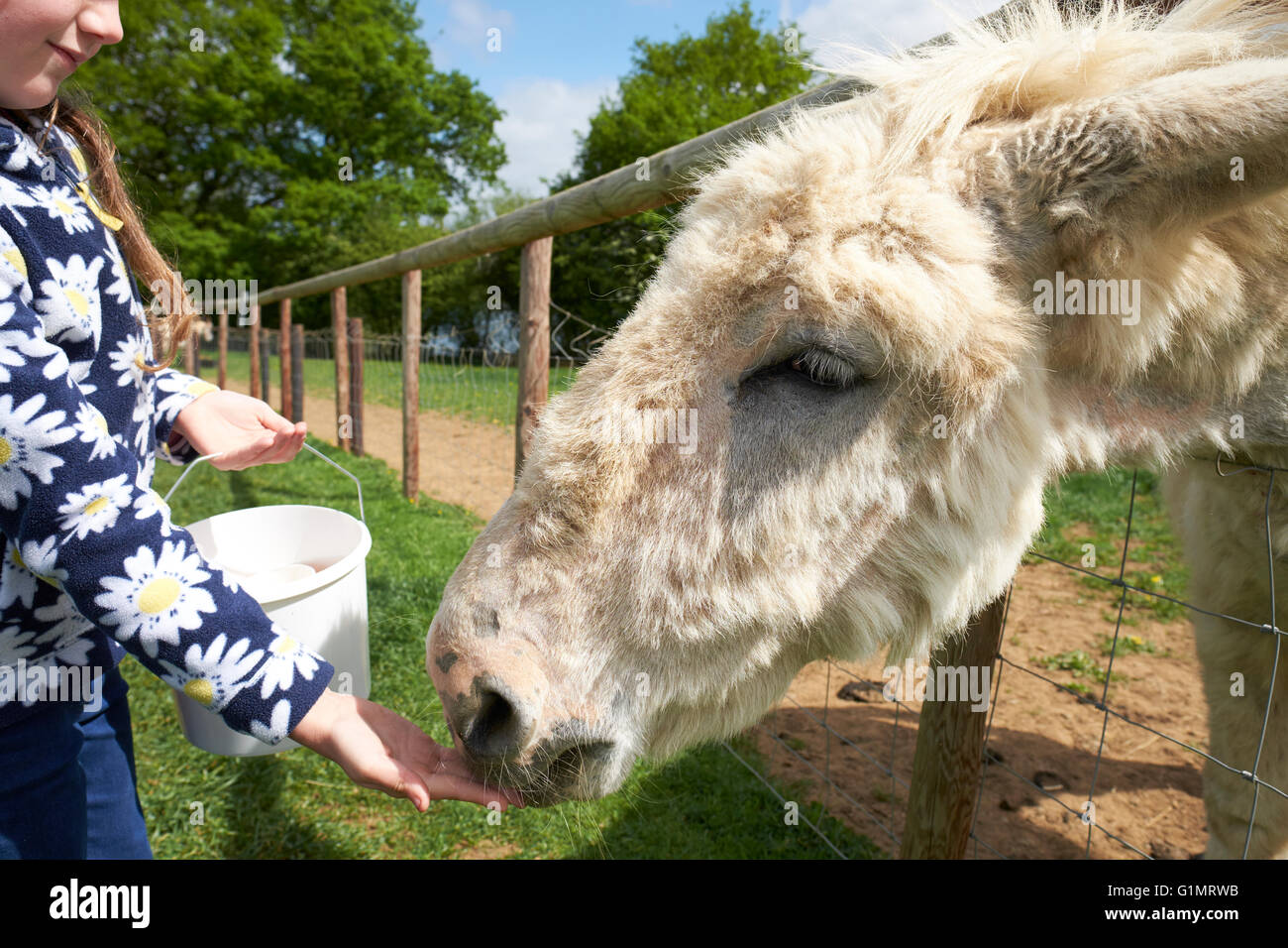 Donkey feed hi-res stock photography and images - Alamy