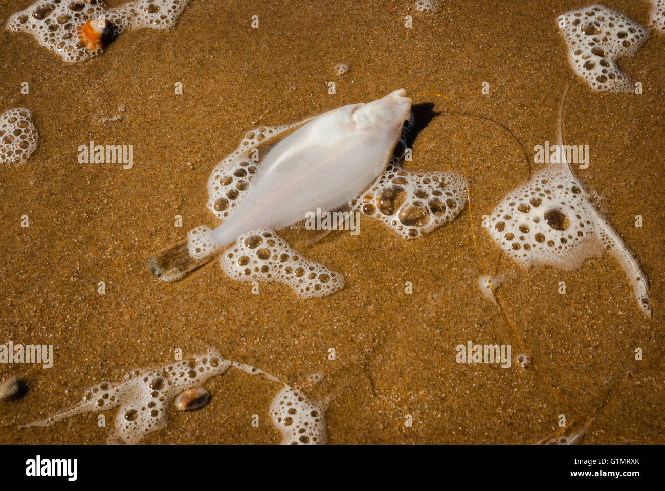 Caught fish on the sand of the North Sea beach Stock Photo - Alamy