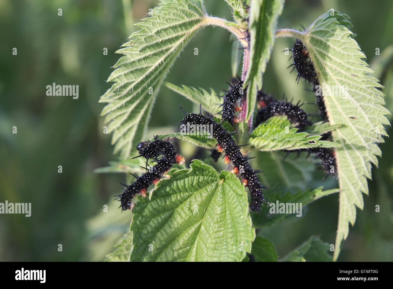 Caterpillars of the peacock butterfly (Aglais io) eating stinging ...