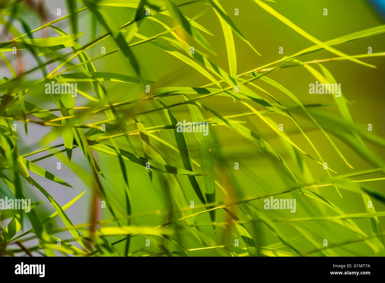 closeup shot of a blade green leaves Stock Photo - Alamy