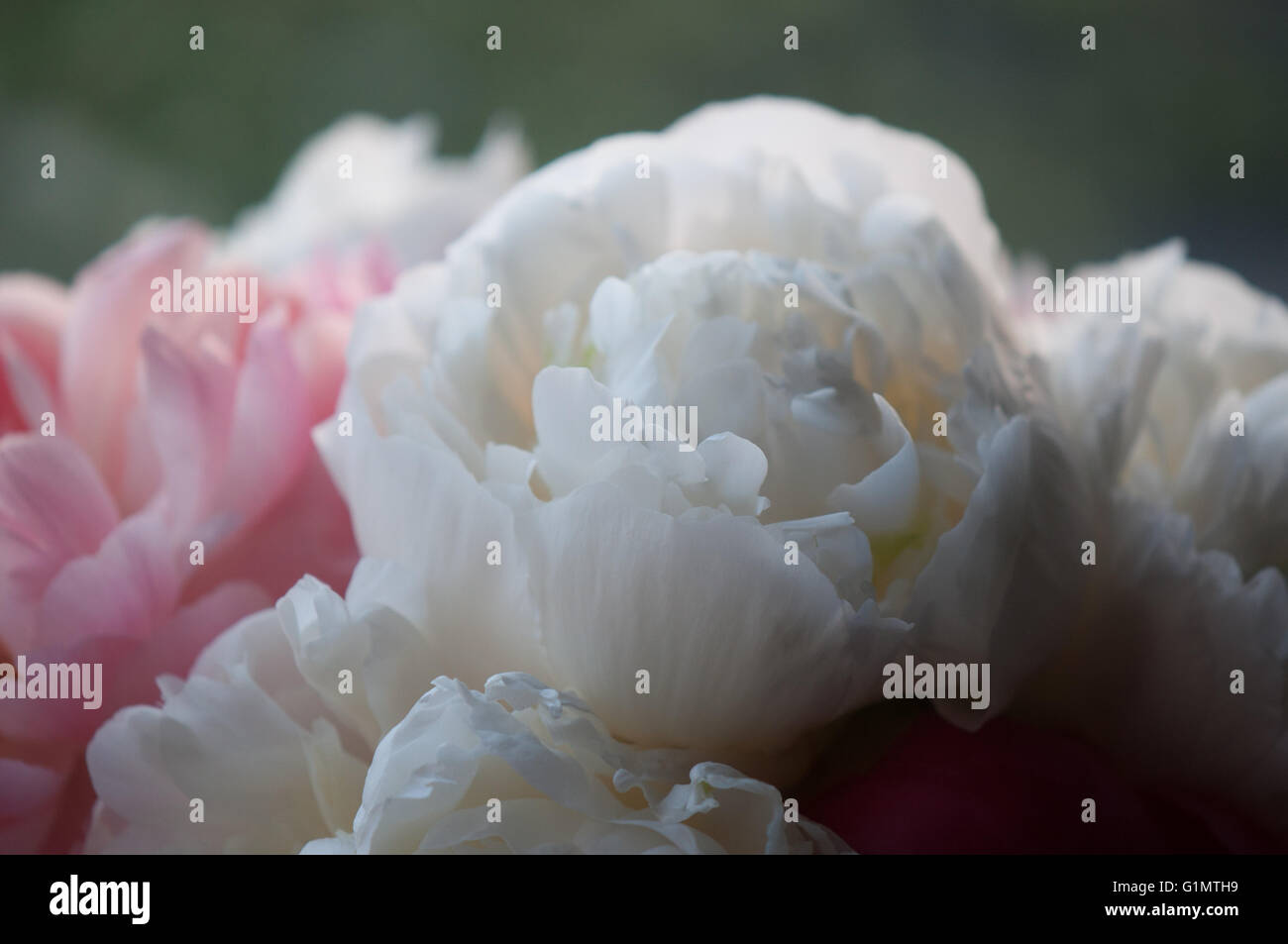 Light pink peonies hi-res stock photography and images - Alamy