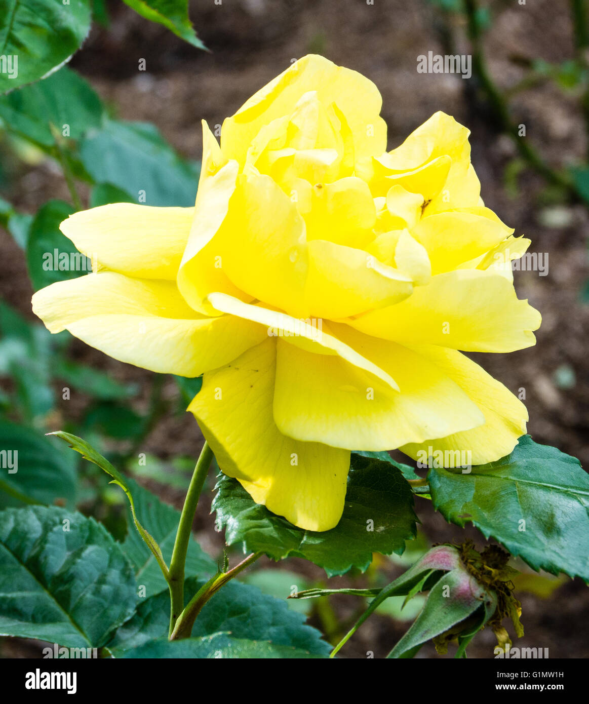 Sunsprite rose hi-res stock photography and images - Alamy