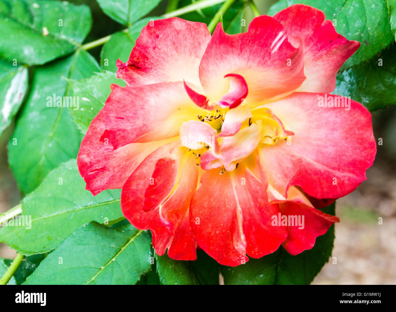 Piñata rose hi-res stock photography and images - Alamy