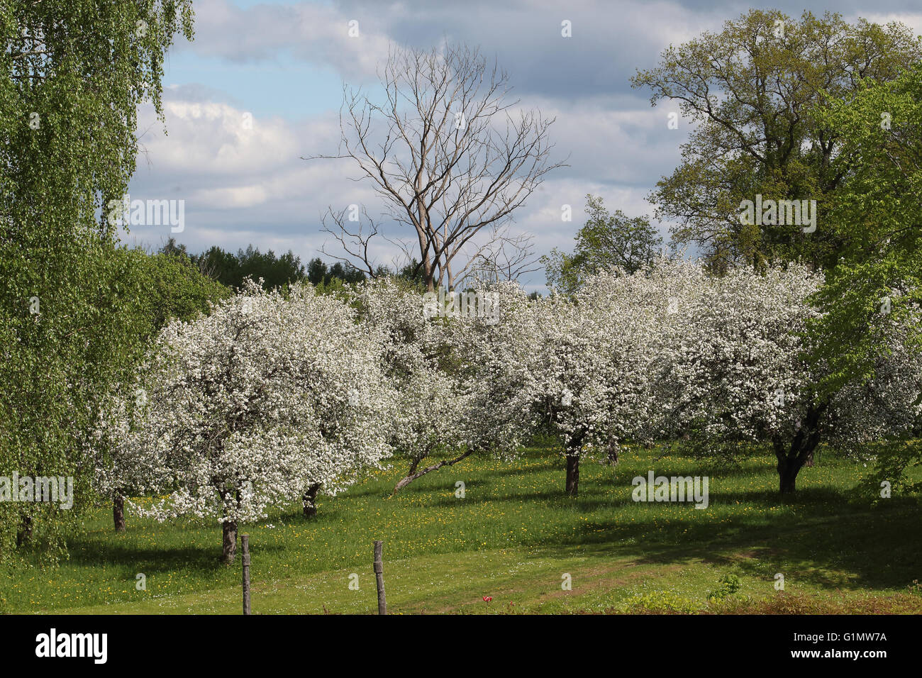 Orchard park hi-res stock photography and images - Alamy