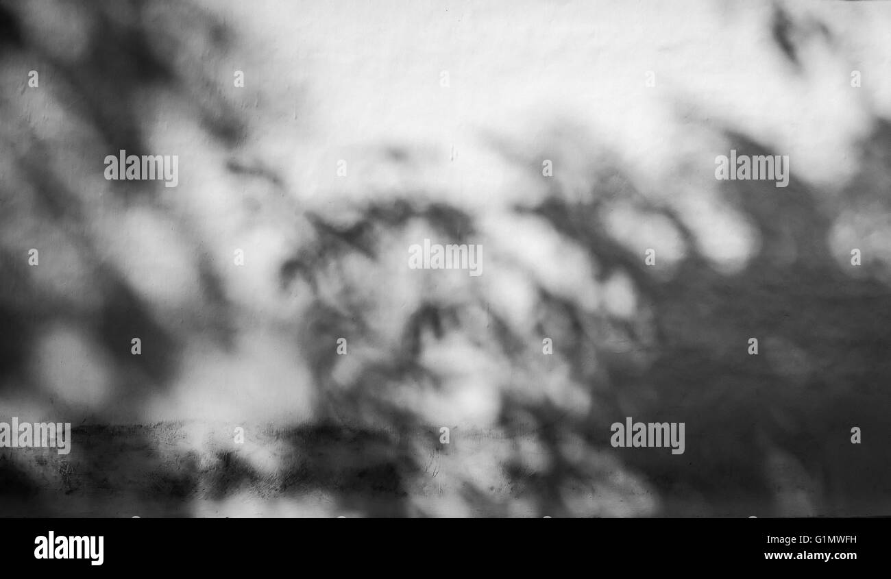 Jungle shadow Black and White Stock Photos & Images - Alamy