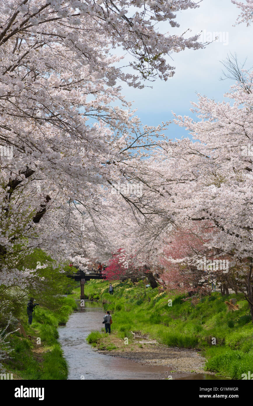 Oshino, Japan - APRIL 20, 2016:Tourists visit sakura near Oshino Hakkai ...