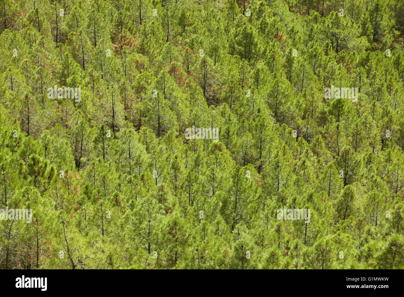Rodeno pine hi-res stock photography and images - Alamy