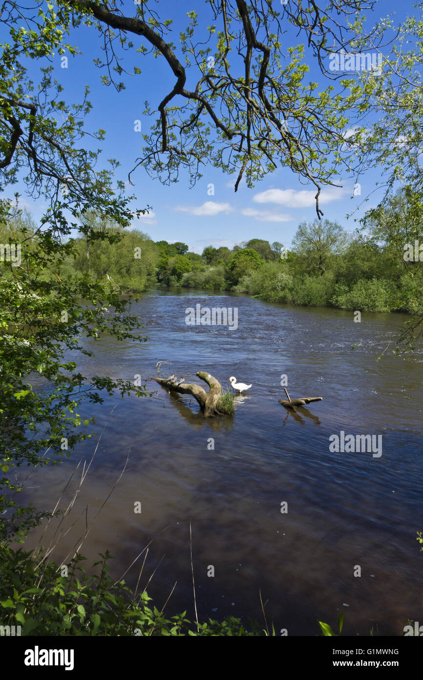 Bend in River Severn Chelmarsh Shropshire Stock Photo - Alamy