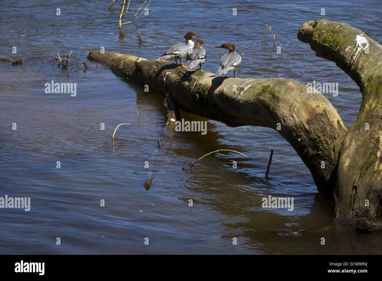 Juvenile crested grebe hi-res stock photography and images - Alamy