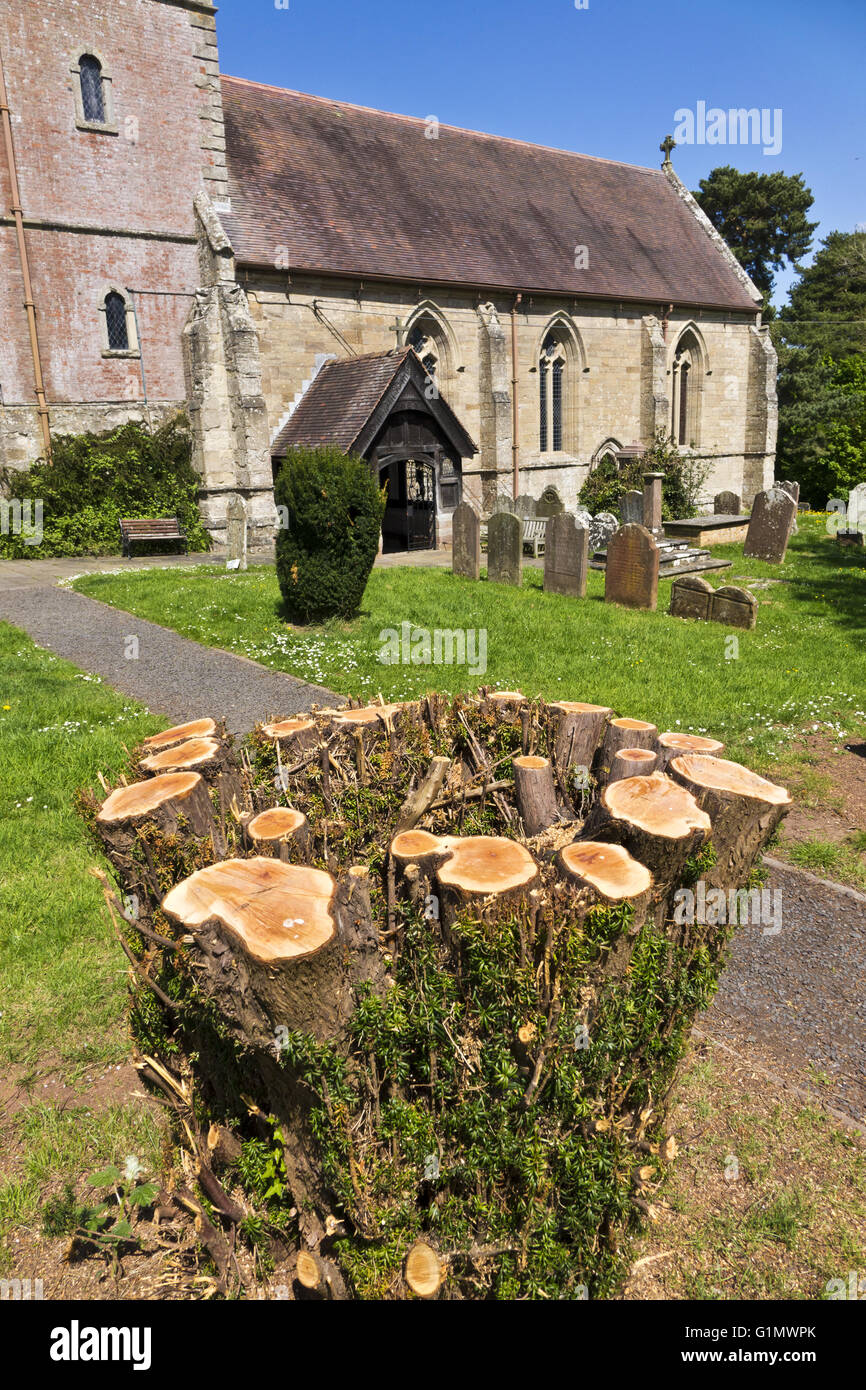 Stump of a yew tree in church yard Stock Photo - Alamy