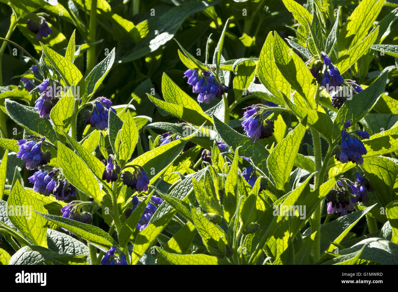 Common comfrey Symphytum officinale flower Stock Photo - Alamy
