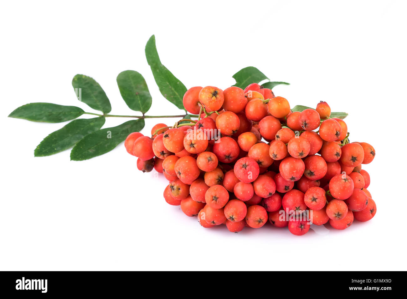 Rowan berries sorbus aucuparia Cut Out Stock Images & Pictures - Alamy