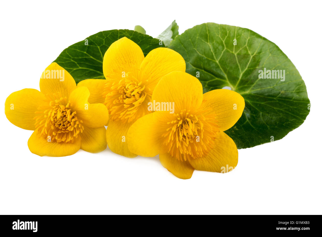 Caltha flowers (Caltha palustris) on white background Stock Photo - Alamy