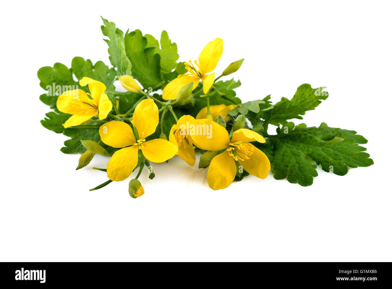 Chelidonium plant with flowers or greater celandine (Chelidonium majus ...