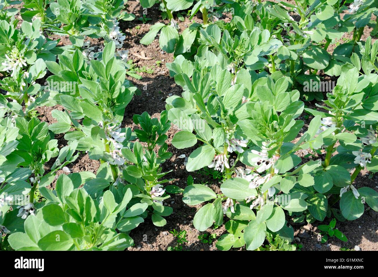 Broad bean plants hi-res stock photography and images - Alamy