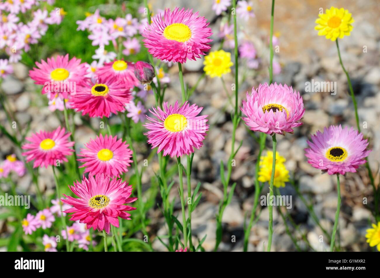 Rodanthe hi-res stock photography and images - Alamy