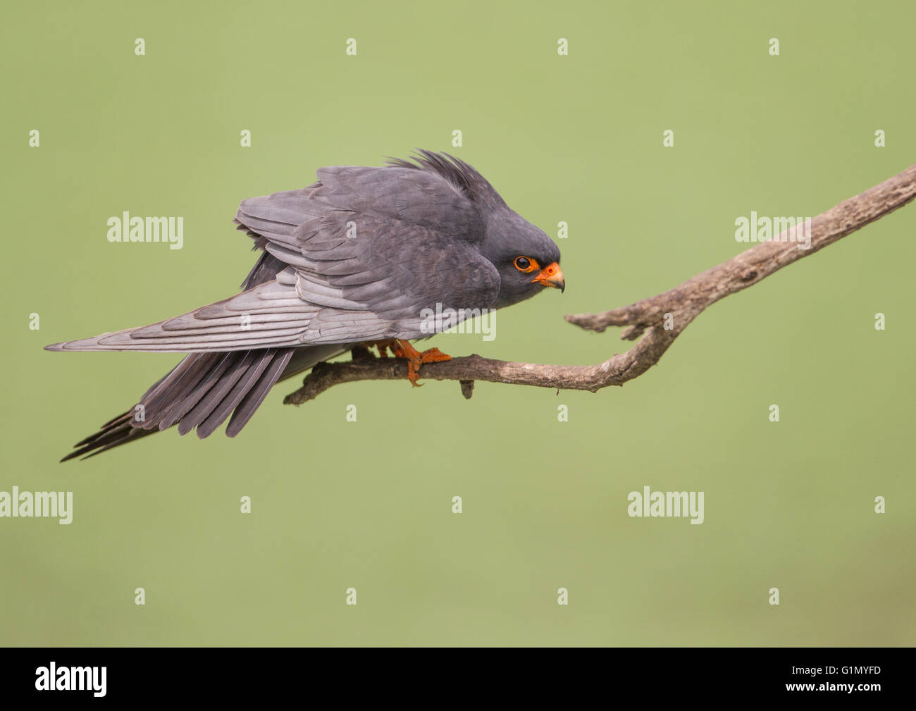 red footed falcon Stock Photo - Alamy