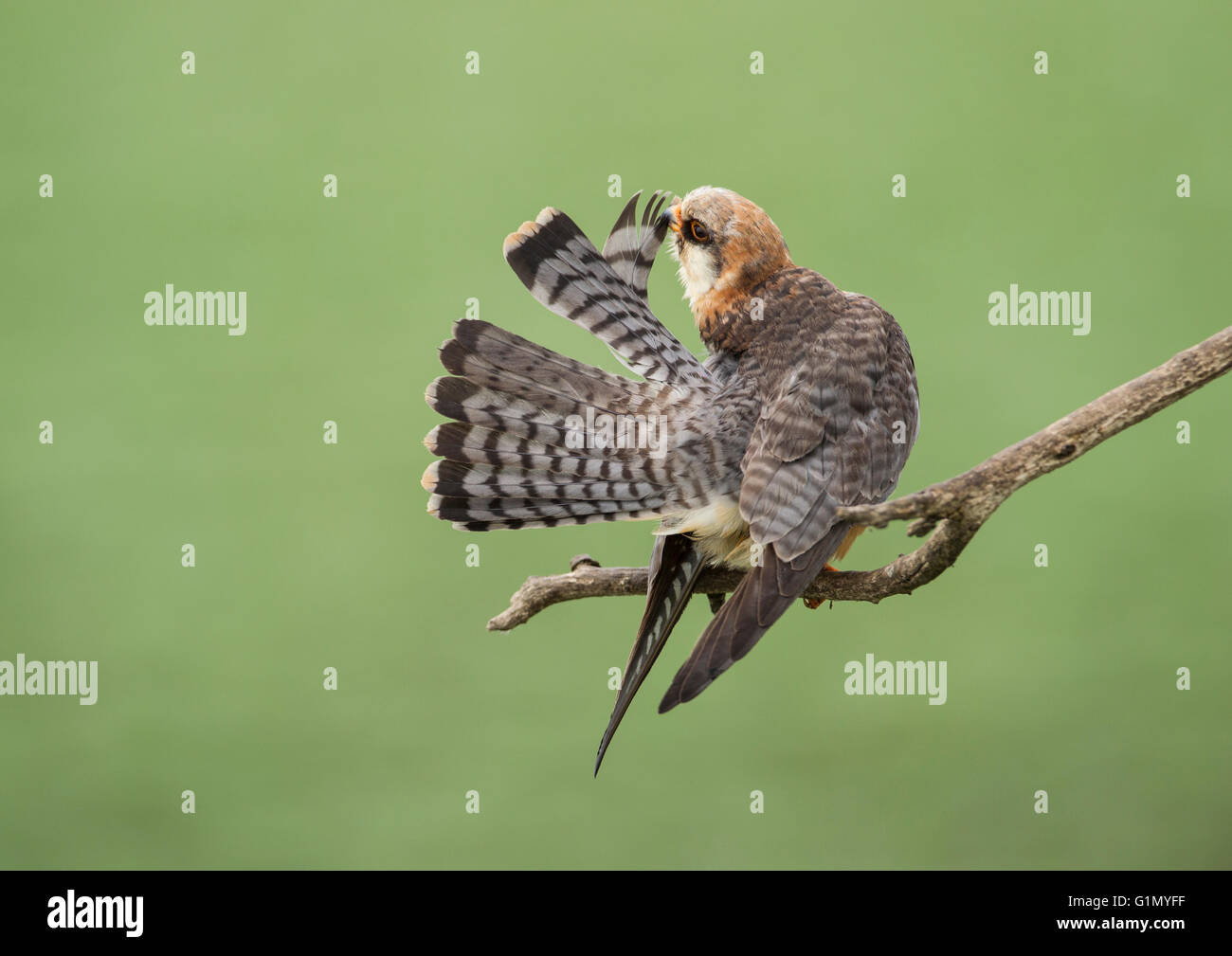 red footed falcon Stock Photo - Alamy