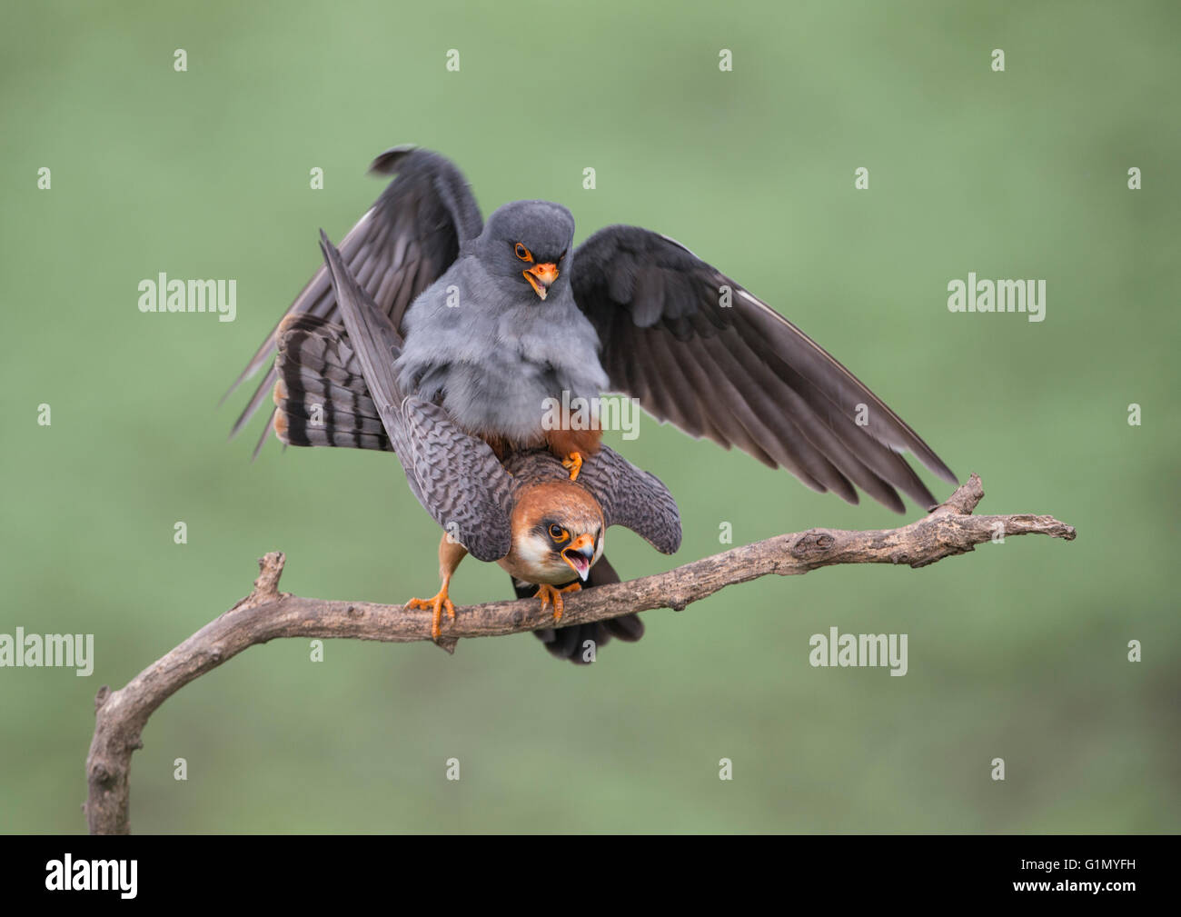 red footed falcon Stock Photo - Alamy