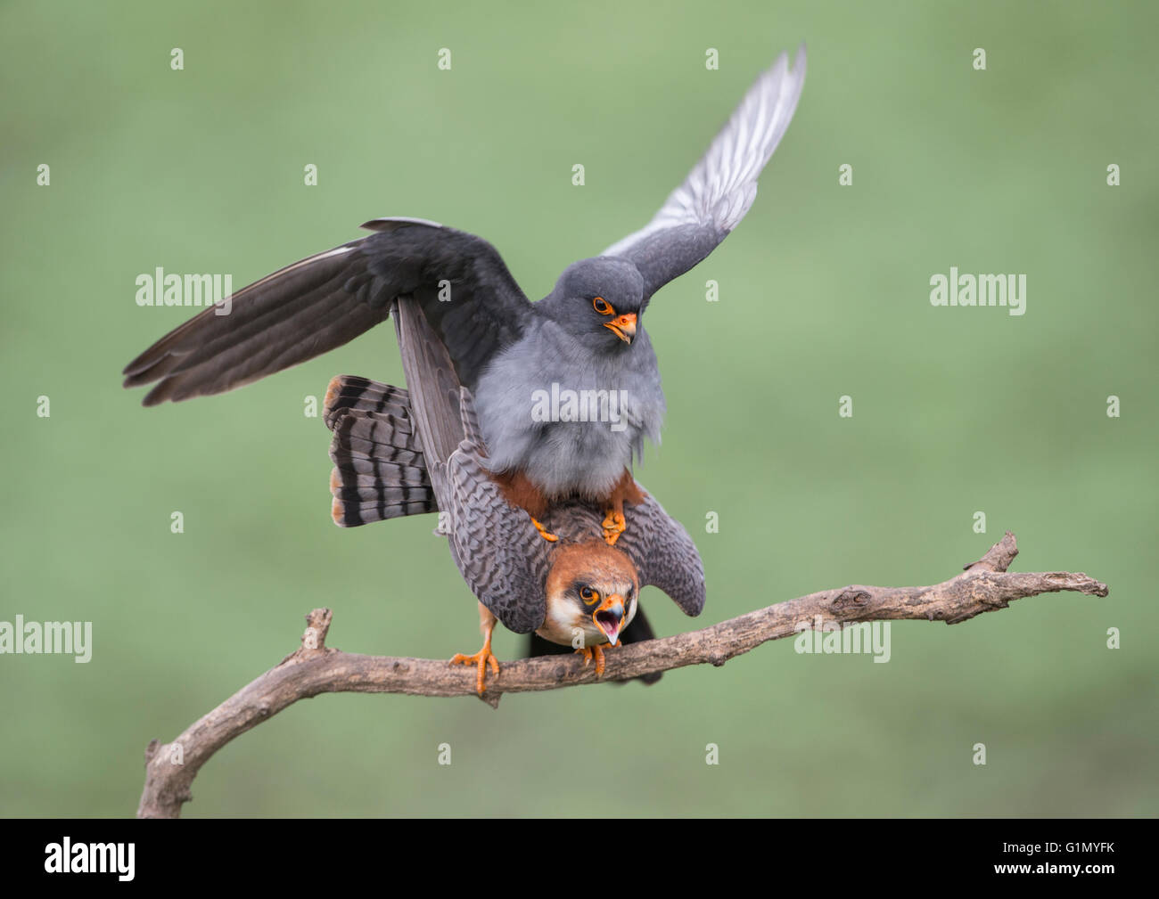 red footed falcon Stock Photo - Alamy