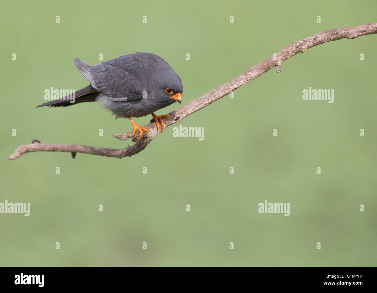 red footed falcon Stock Photo - Alamy