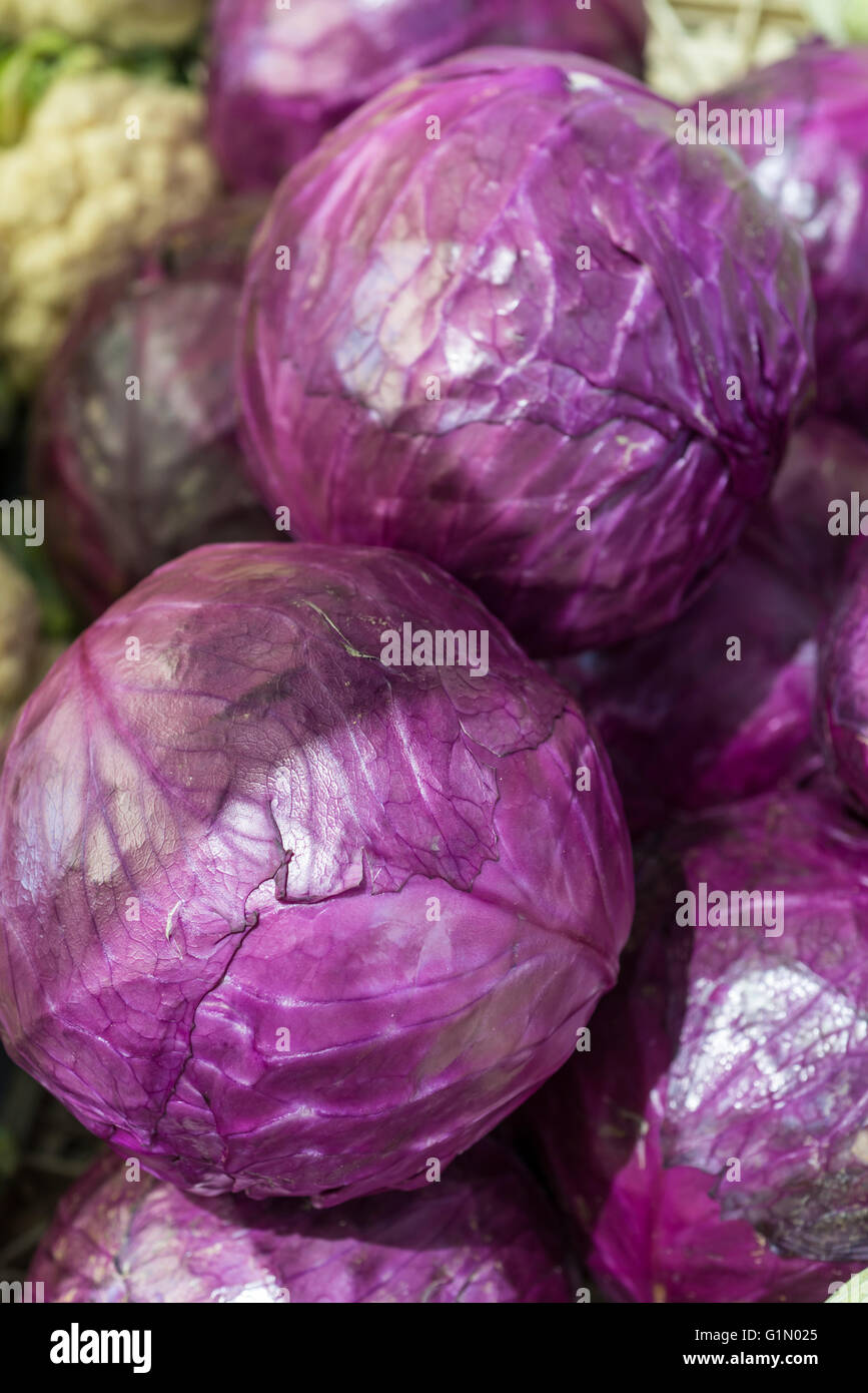 Purple cabbage in market Stock Photo - Alamy
