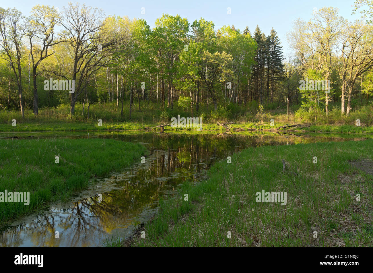 marshes and forest of battle creek regional park in saint paul ...