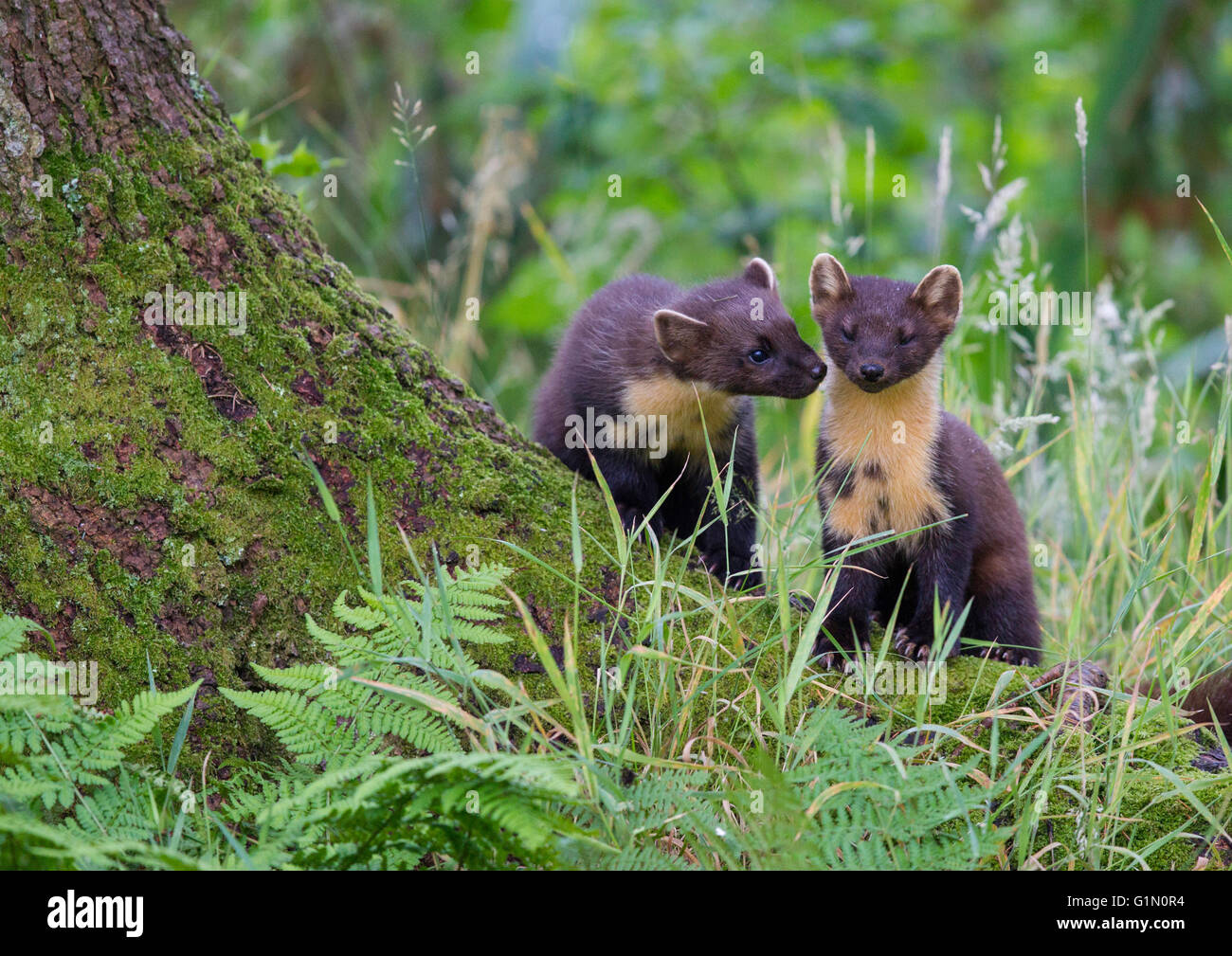 Cute pine marten uk hi-res stock photography and images - Alamy