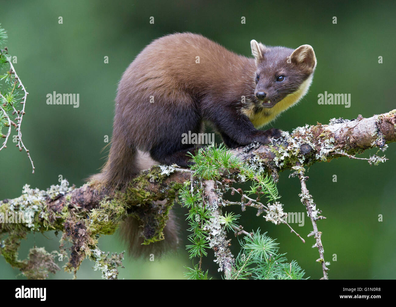 Pine marten uk hi-res stock photography and images - Alamy