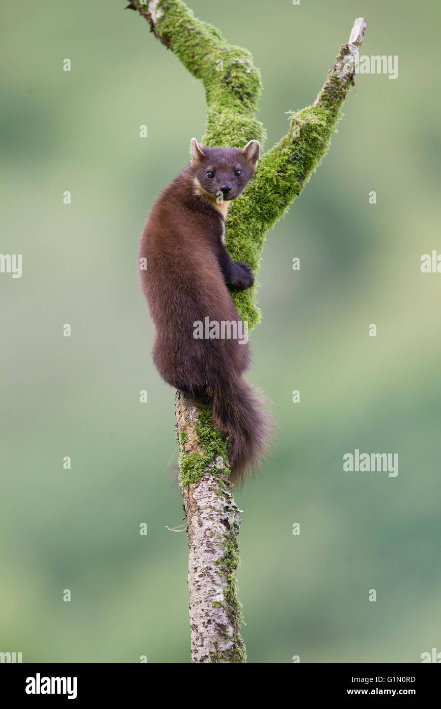 Pine marten uk hi-res stock photography and images - Alamy
