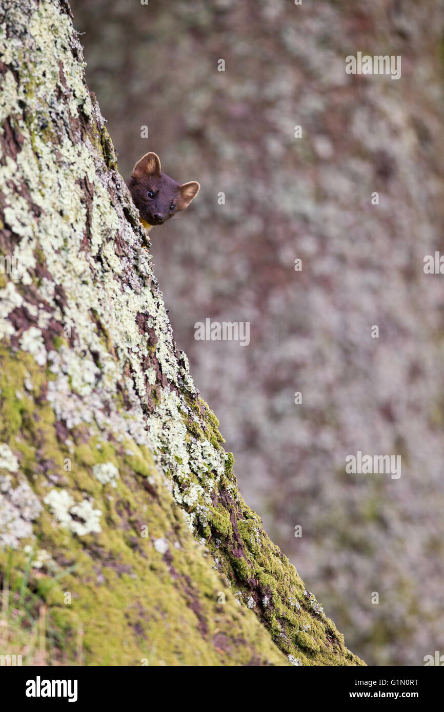 Peeping from behind tree hi-res stock photography and images - Alamy