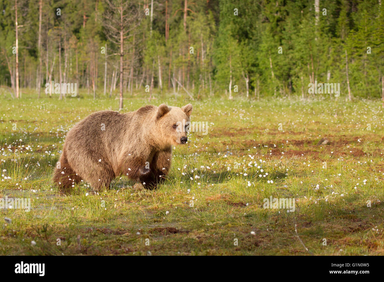 Bear habitats hi-res stock photography and images - Alamy